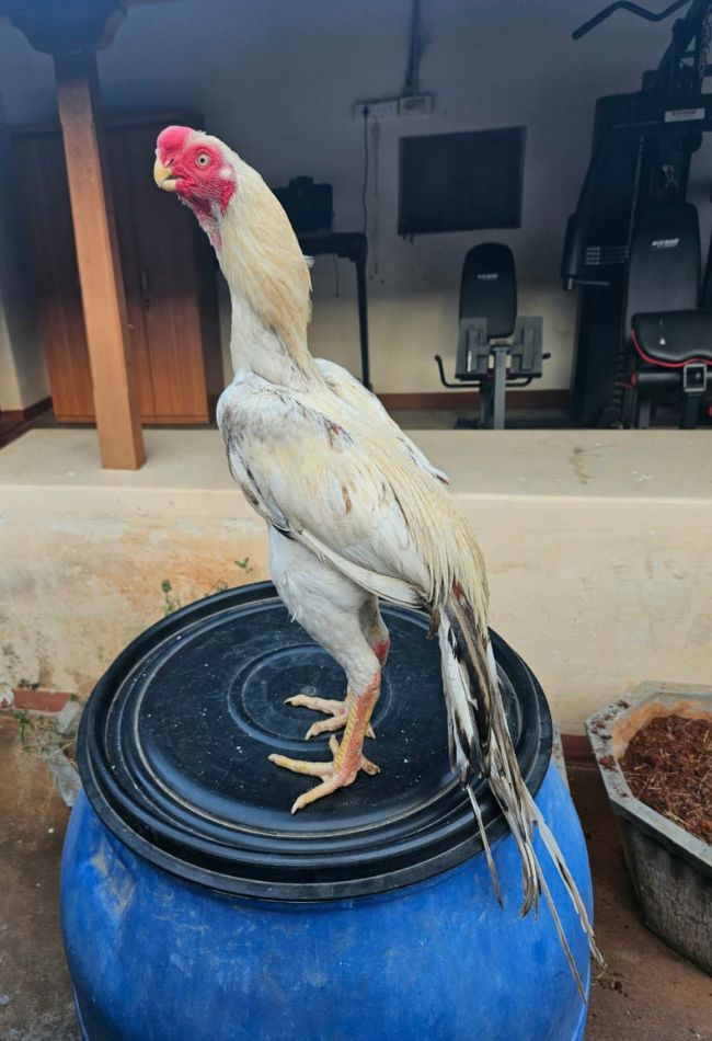 Parrot Beak Aseel: A Complete Guide to This Unique and Majestic Chicken ...